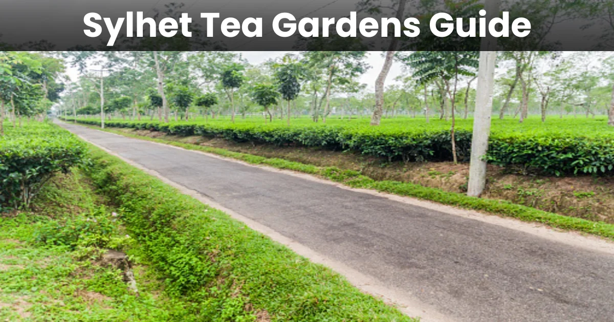 Sylhet Tea Gardens: Must-Visit Tea Estates in Sylhet